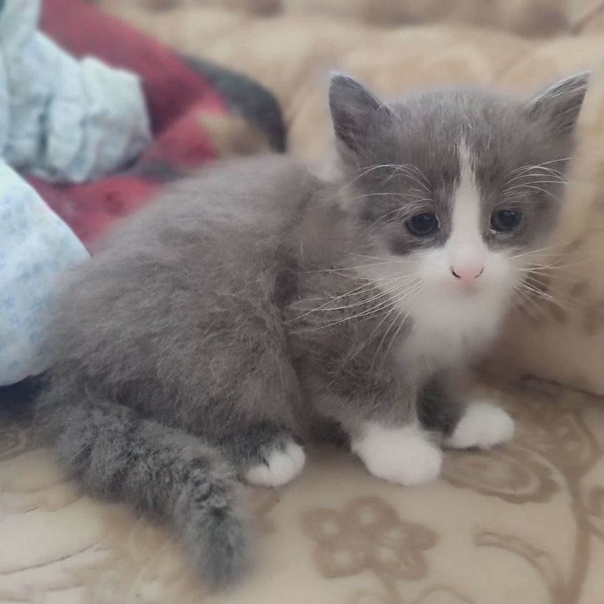 Котята ищут добрые ручки