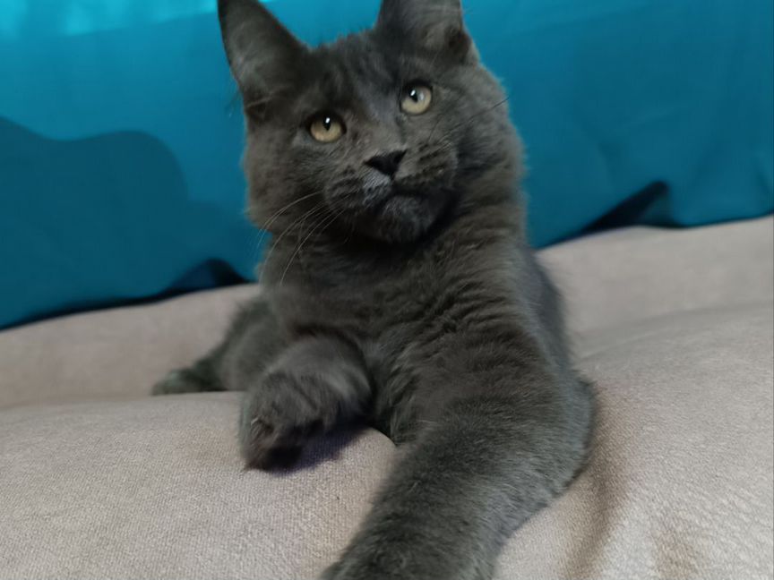 Мейн-кун девочки голубой солид