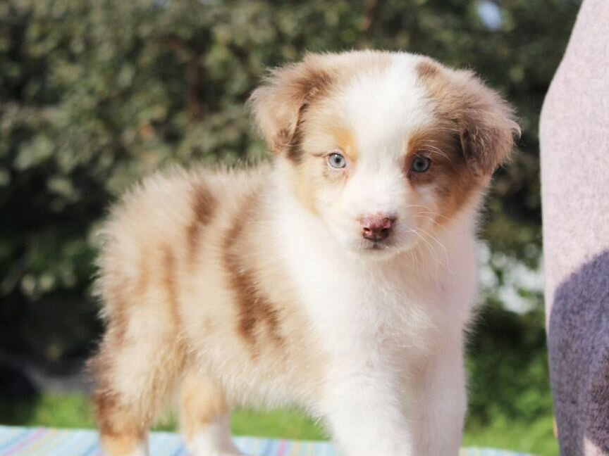 Австралийская Овчарка Щенки