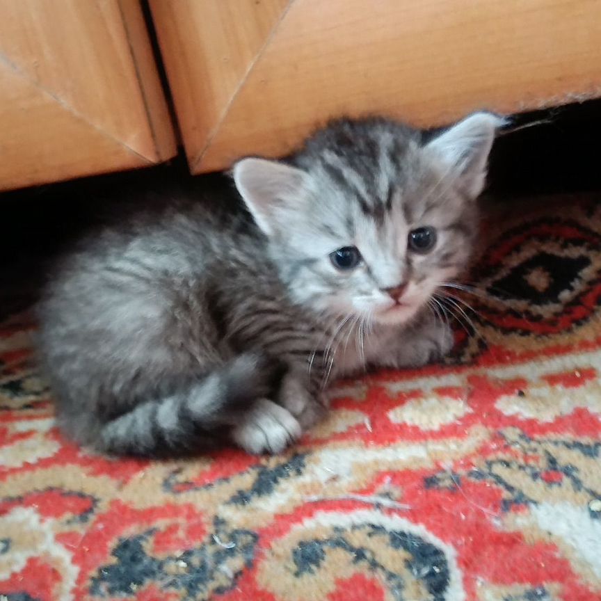 Котята в добрые руки