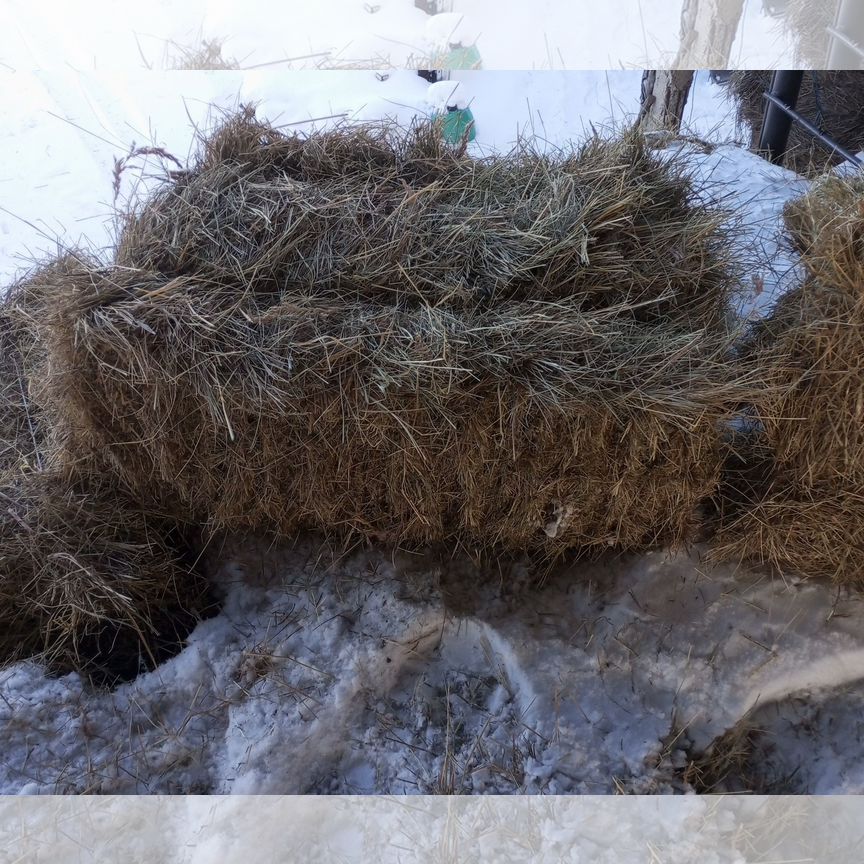 Сено в тюках