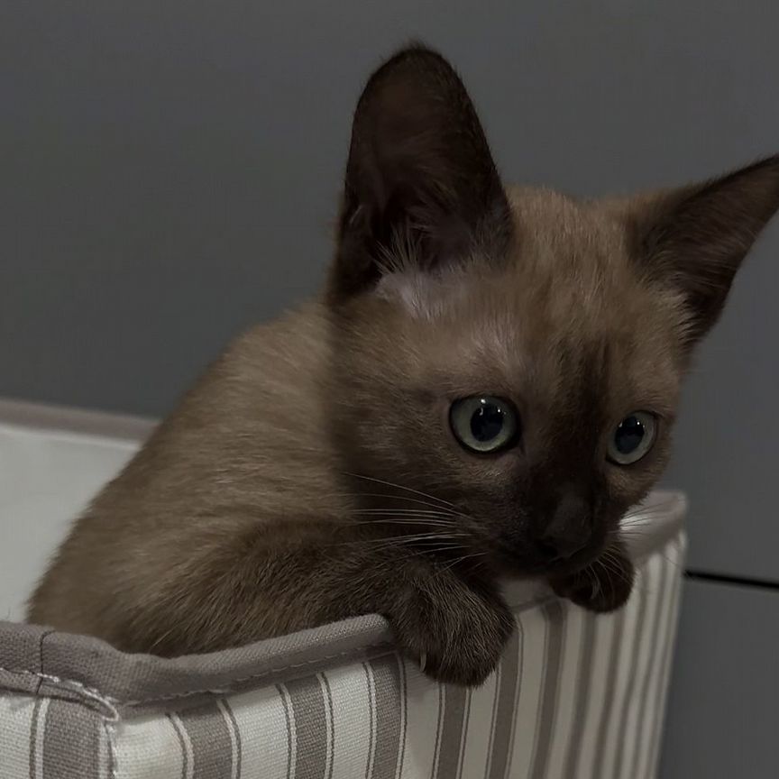 Европейский бурманский котёнок