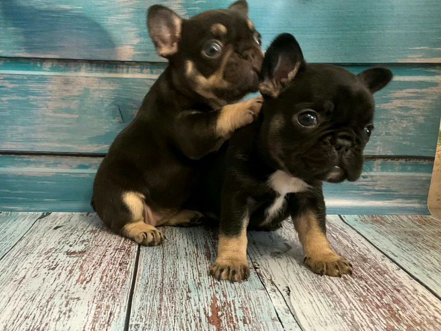 Французский бульдог щенки мини