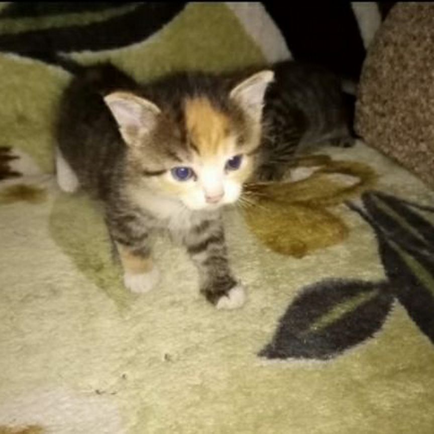Котята в добрые руки бесплатно