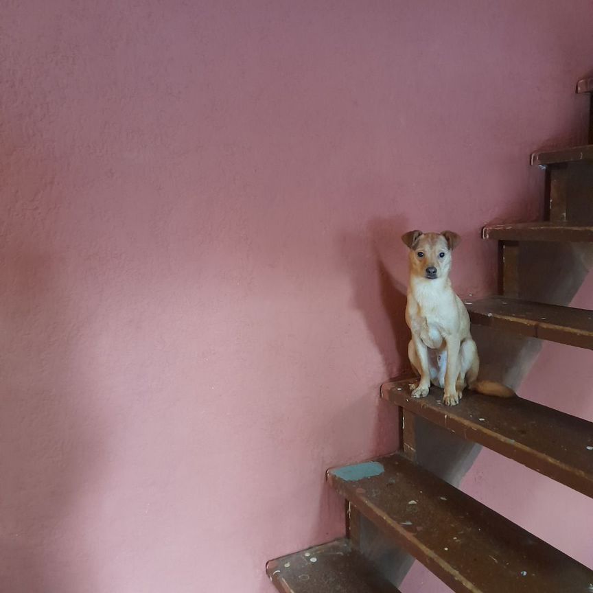 Маленькая собака в добрые руки