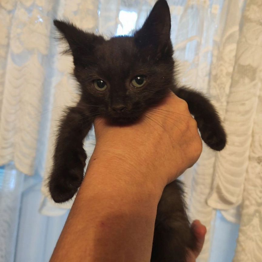 Котенок мальчик