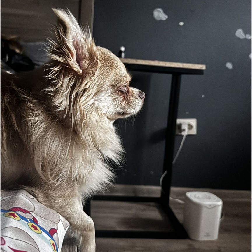 Чихуахуа, взрослый пёс