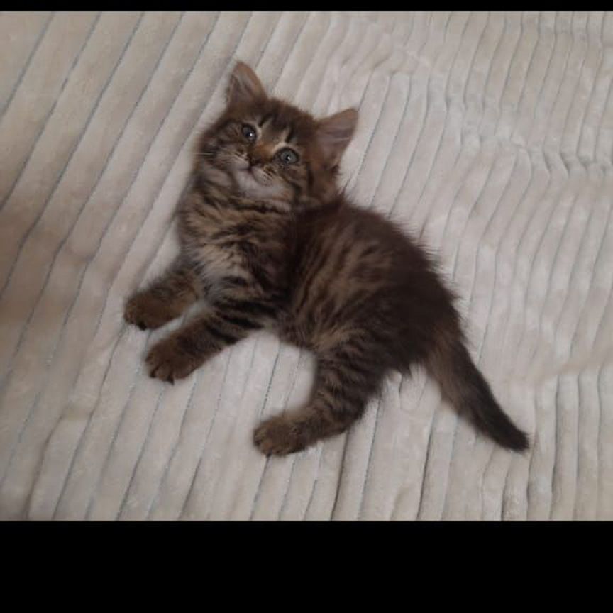 Котенок в добрые руки