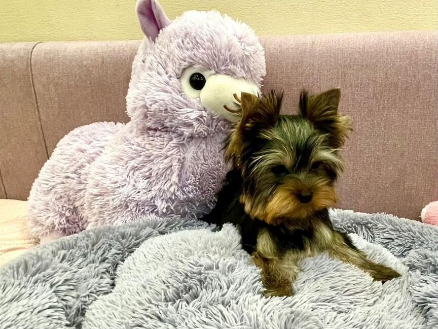 Йоркширский терьер мини девочка