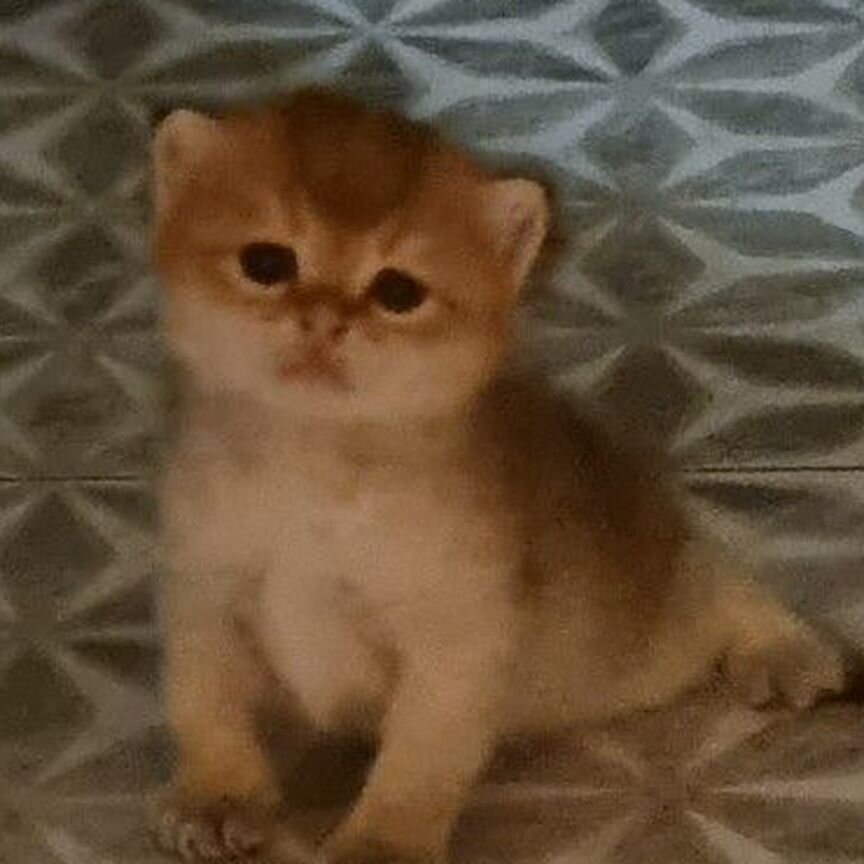 Британский короткошёрстный котёнок