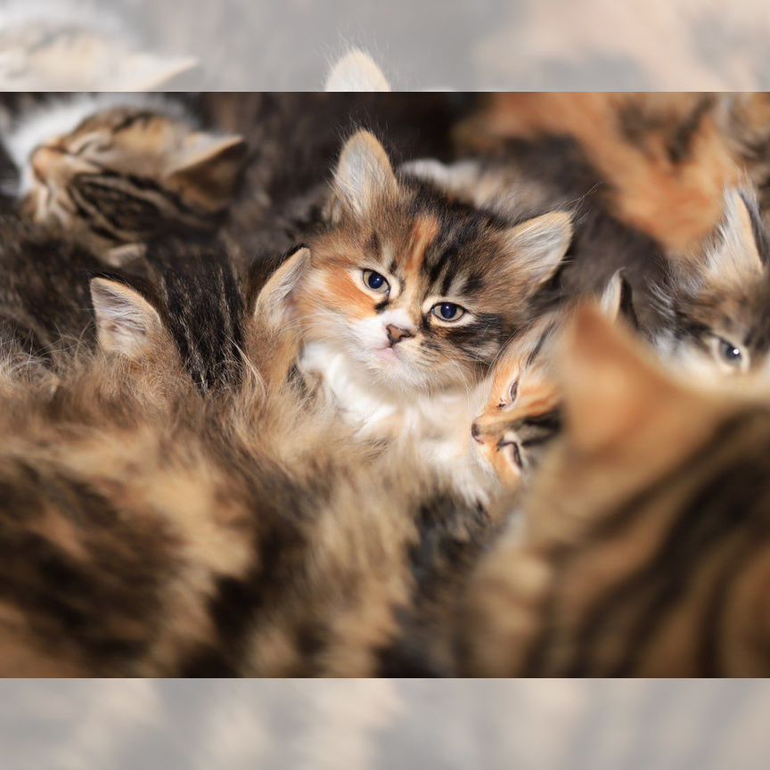 Котёнок от частного владельца