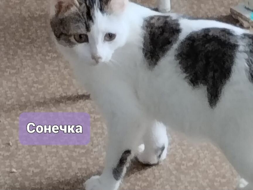 Девочки-сестрёнки в добрые руки