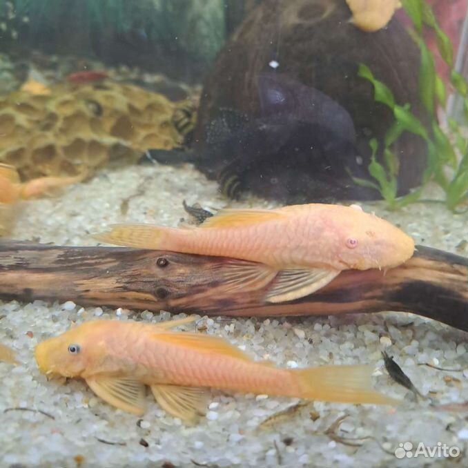 Анциструс l144