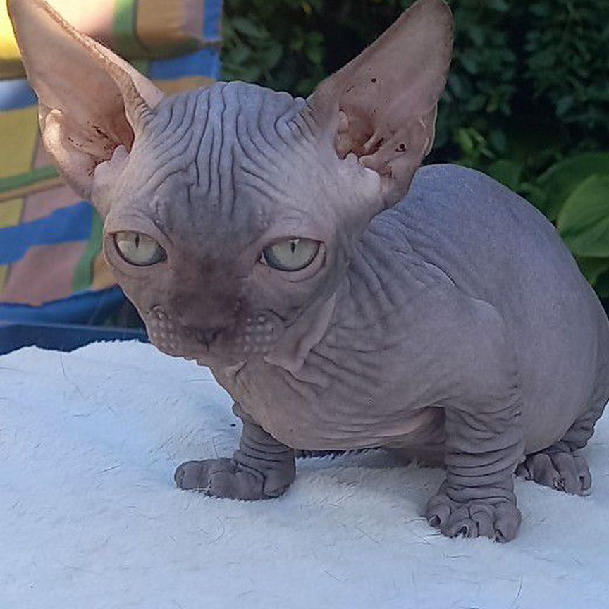 Канадский сфинкс бамбино