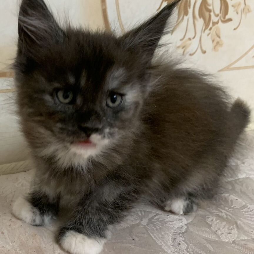 Мейн-кун котенок крупный