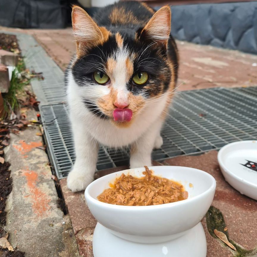 Взрослая кошка в добрые руки