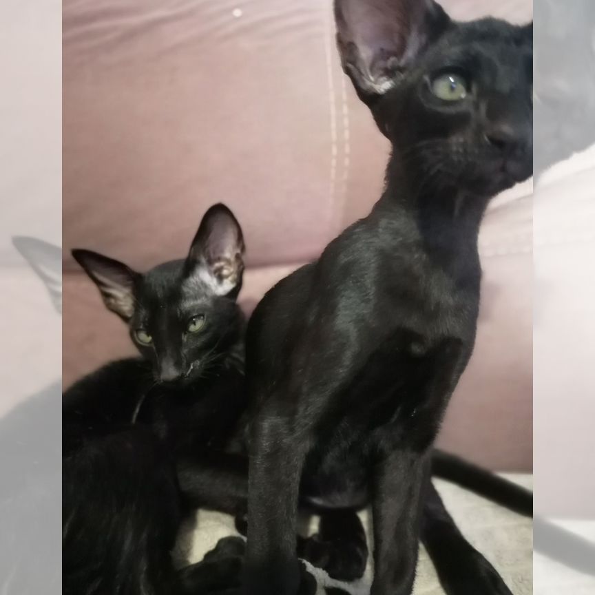 Ориентальные котята без документов