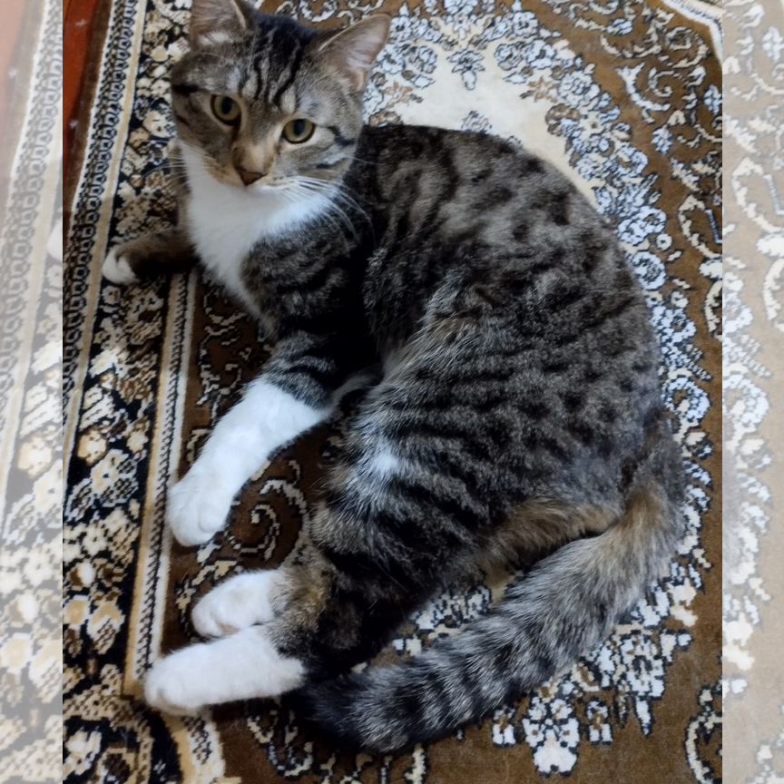 Кот вязка