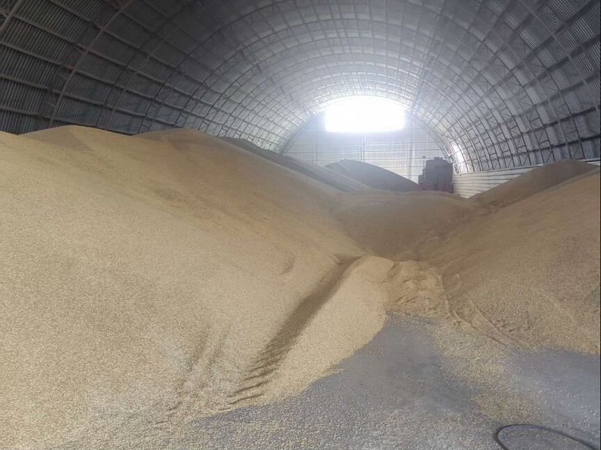 Рожь озимая