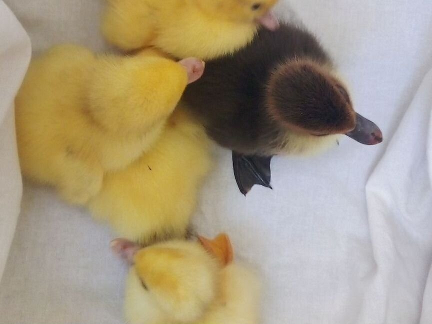 Индоутята суточные