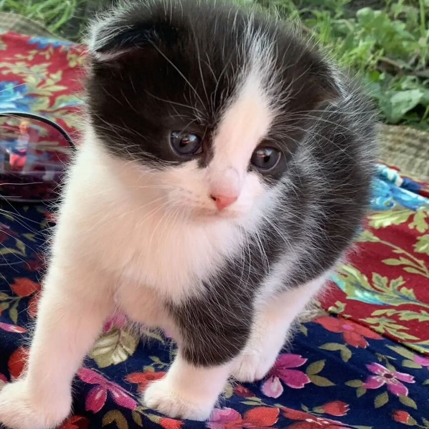 Шотландский вислоухий короткошёрстный котёнок