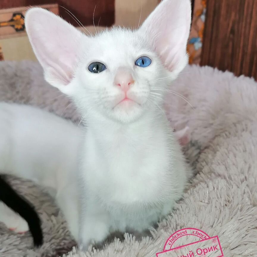 Ориентальные котята