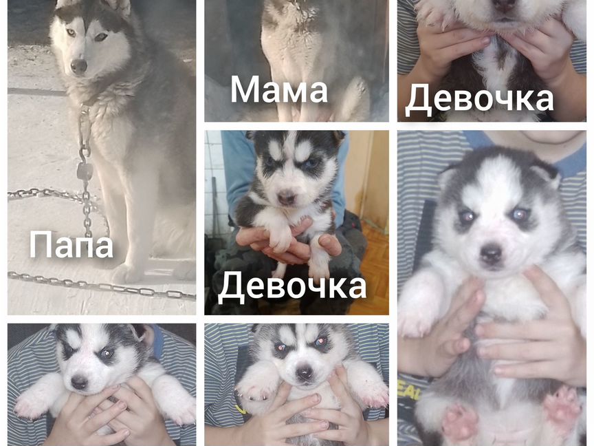 Щенки сибирской хаски