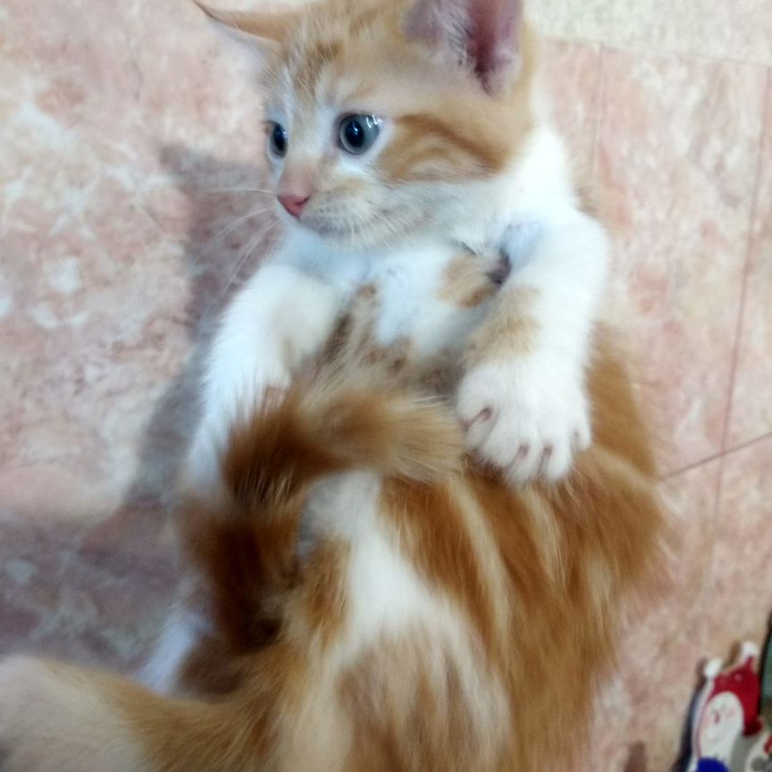 Котенок.Рыжий мальчик.1.5 месяца