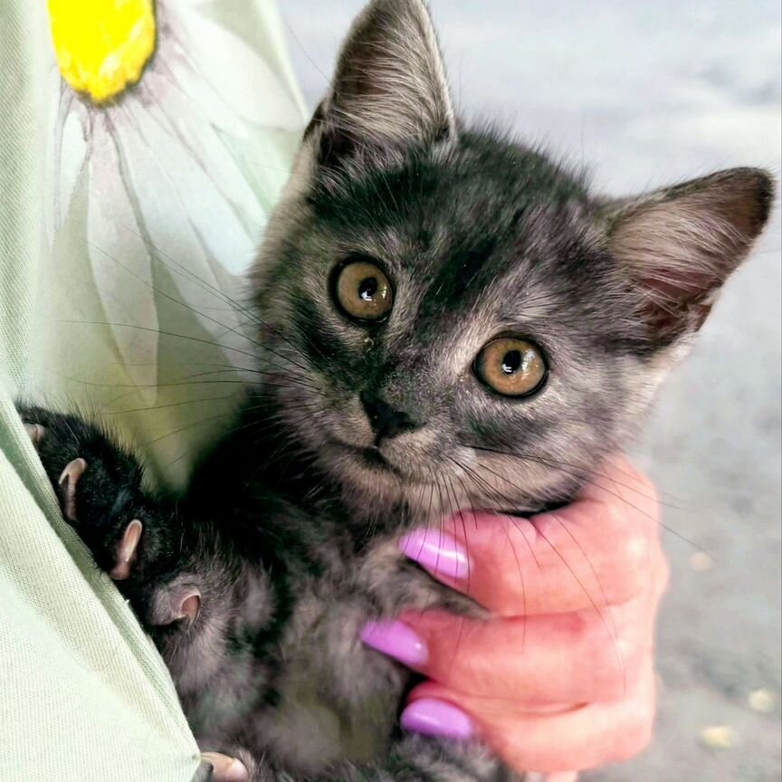 Красивый котёнок, мальчик, в добрые руки