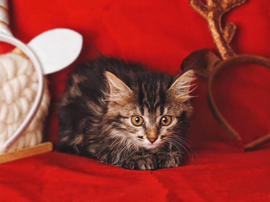 Малыши-котята и их мама ищут дом