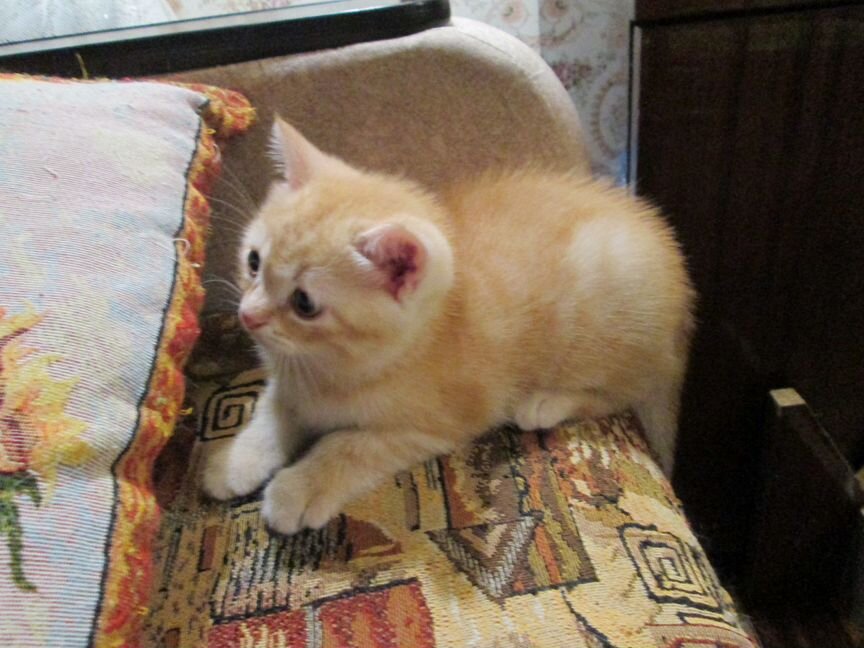 Котик экзотик