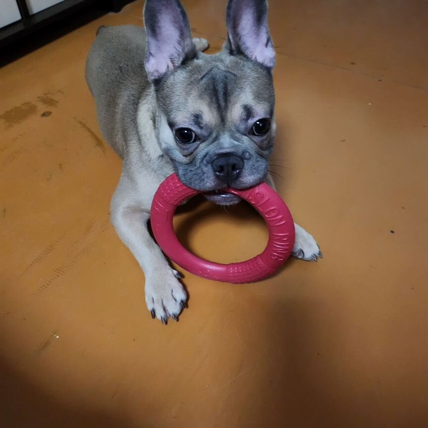 Французский бульдог щенок девочка