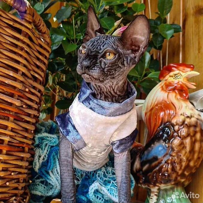 Чёрная принцесса