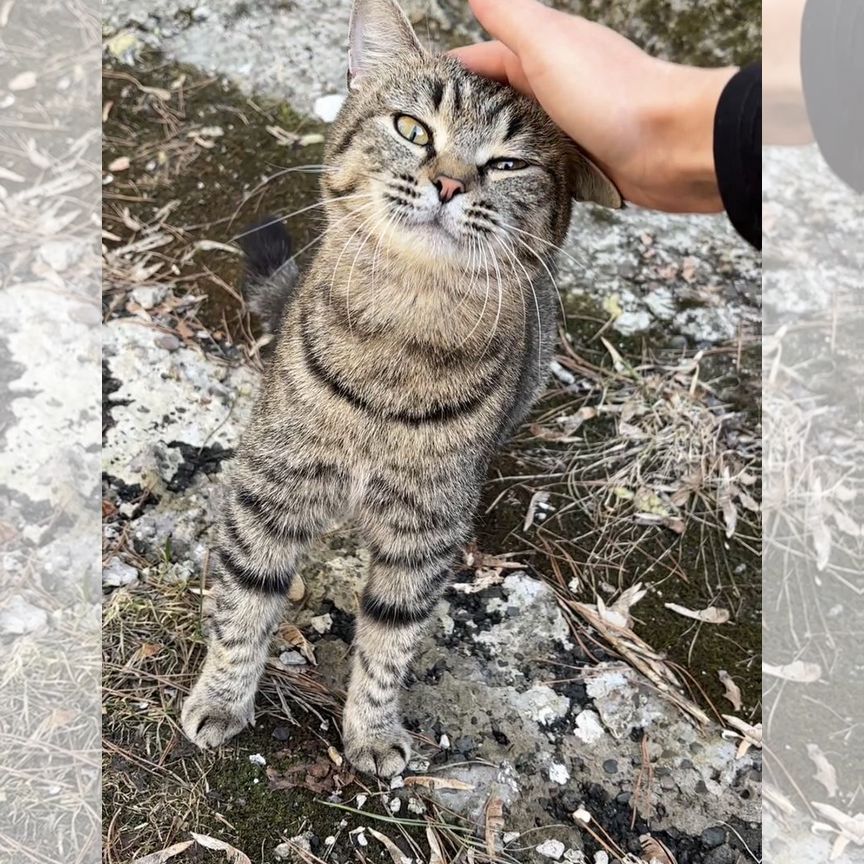 Взрослая, кошка в добрые руки