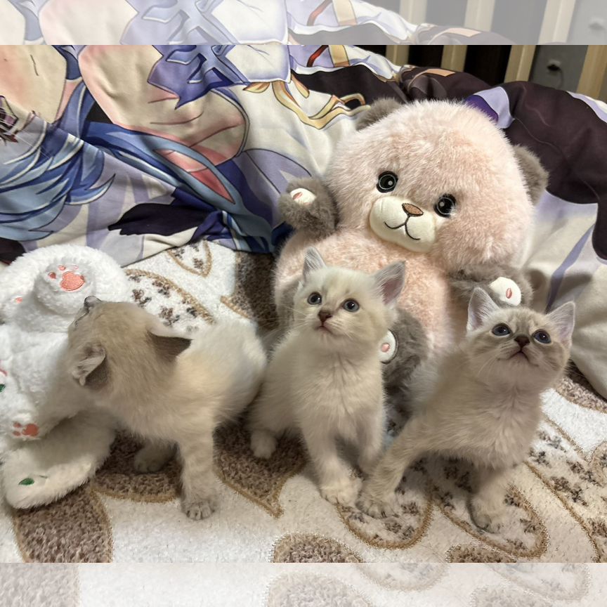 Тайский котёнок