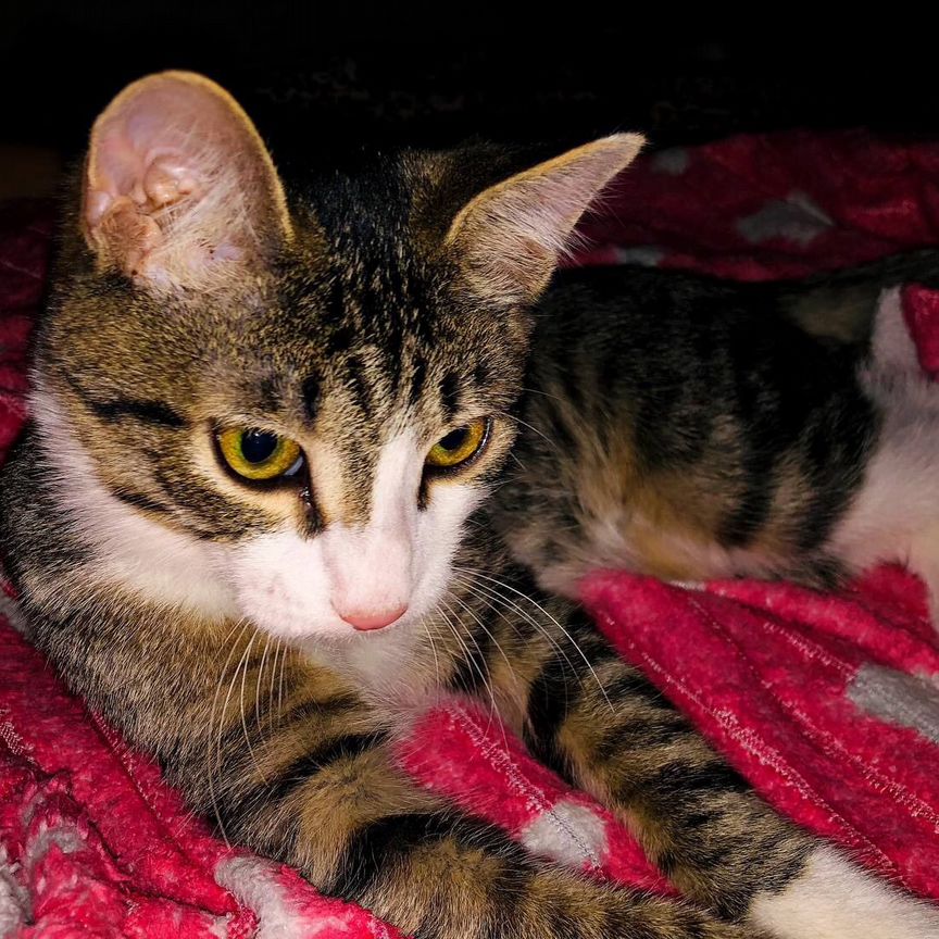 Кот в добрые руки