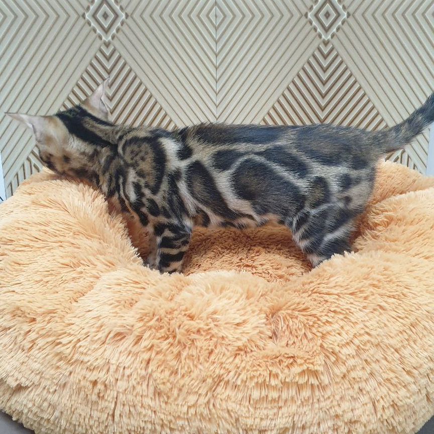 Бенгальские котята розетка на золоте