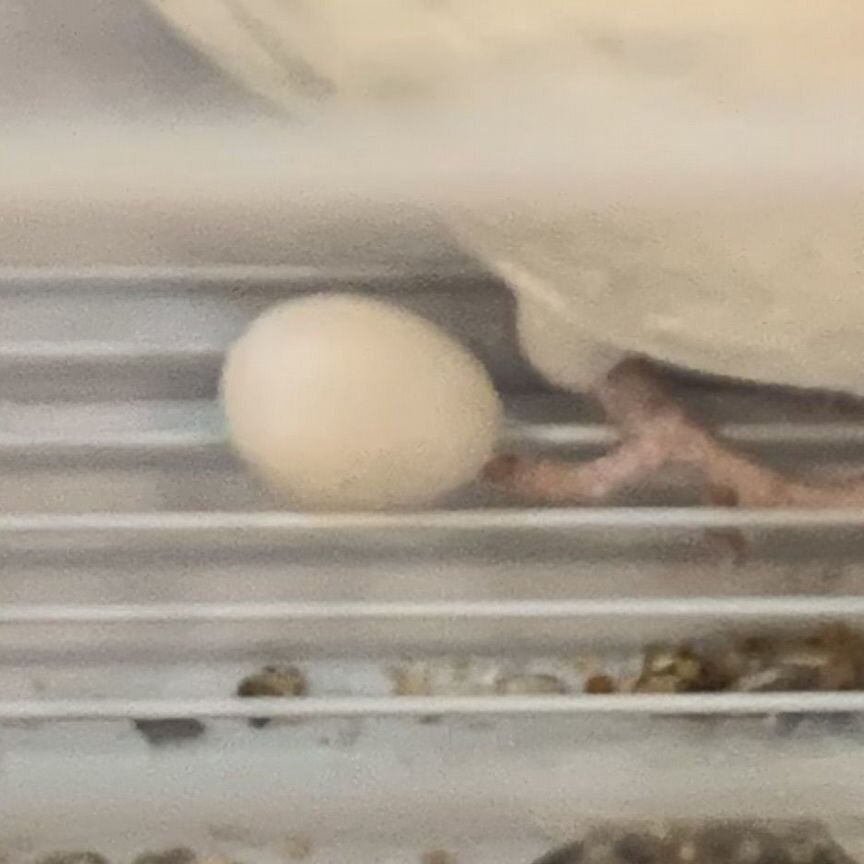 Яйцо кореллы