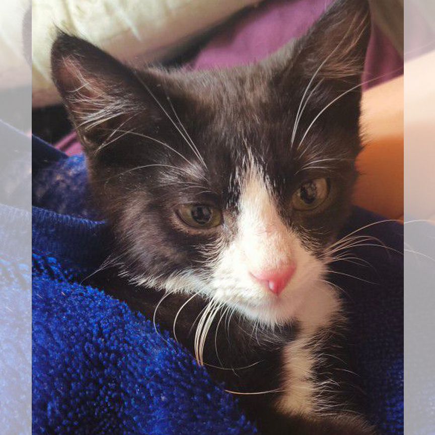 Котёнок в добрые руки