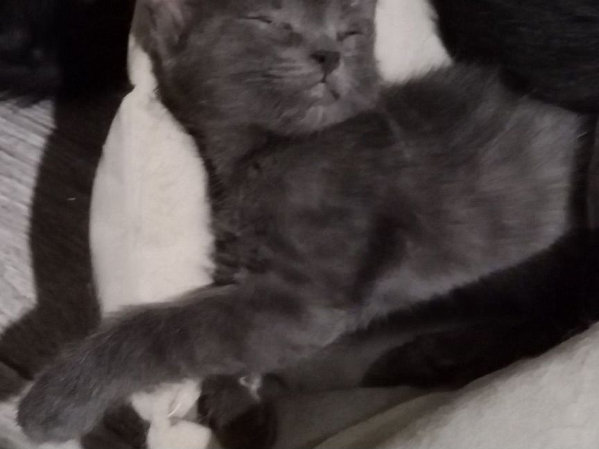 Серый милый малыш