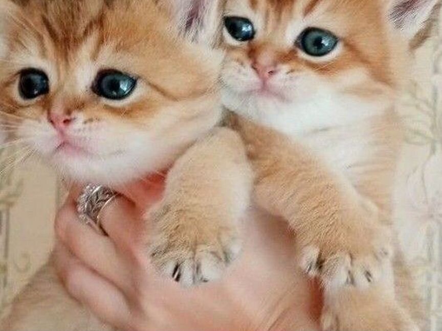 Шотландские золотые шиншиллы котята