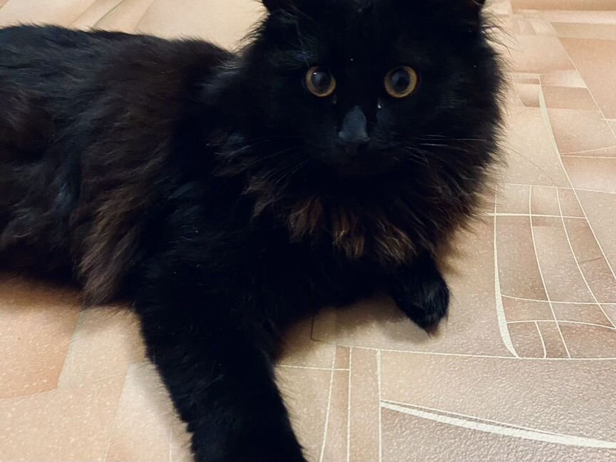 Кошка