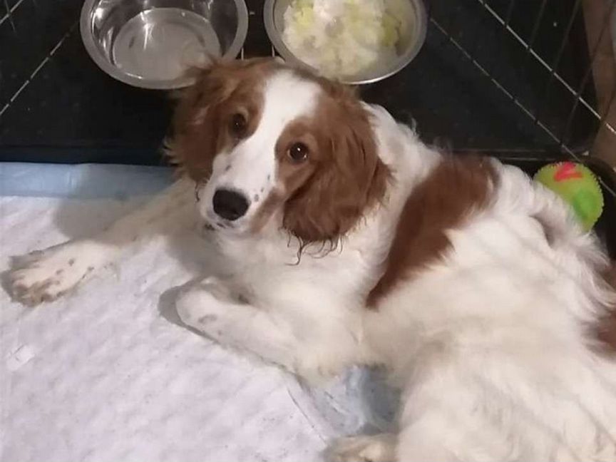 Ищем мальчика на вязку. Русский охотничий спаниель