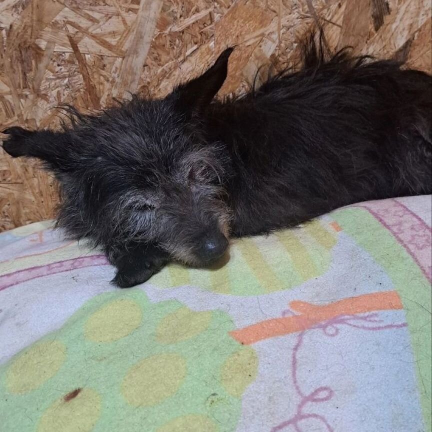 Отдам в добрые руки