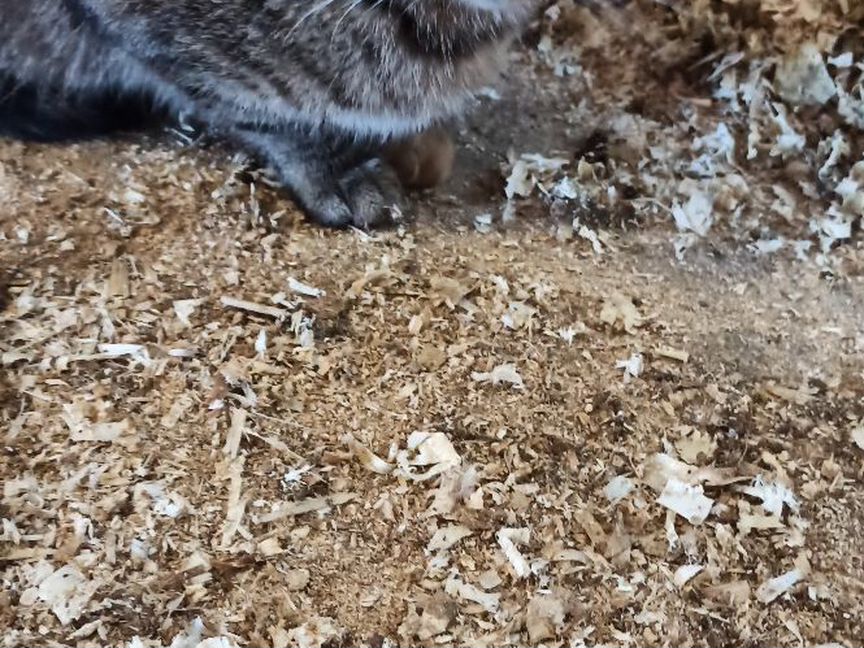 Кошечка ищет дом