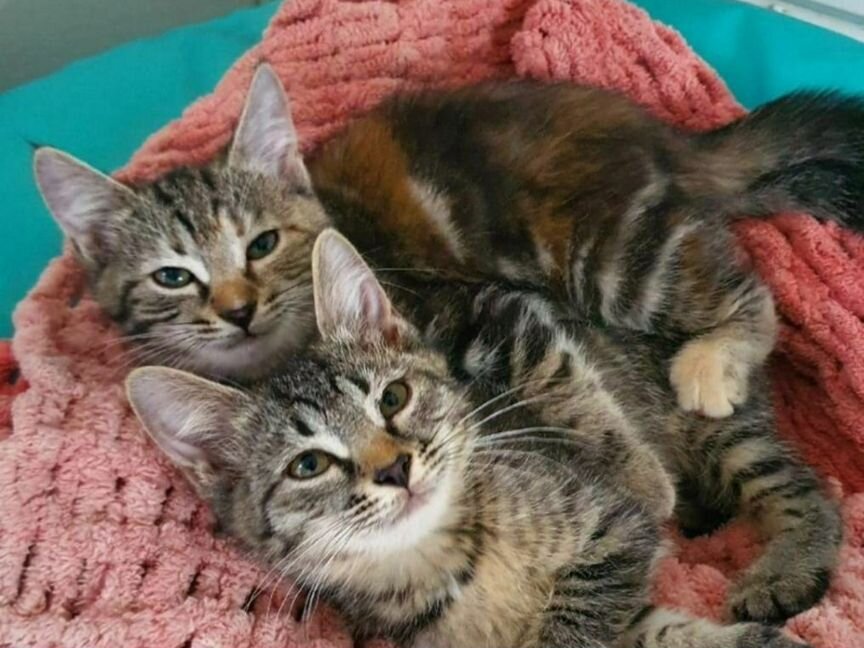 Котята в добрые руки бесплатно