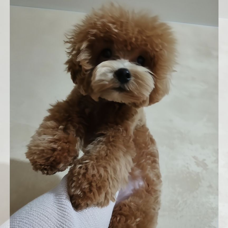 Мальтипу, щенок