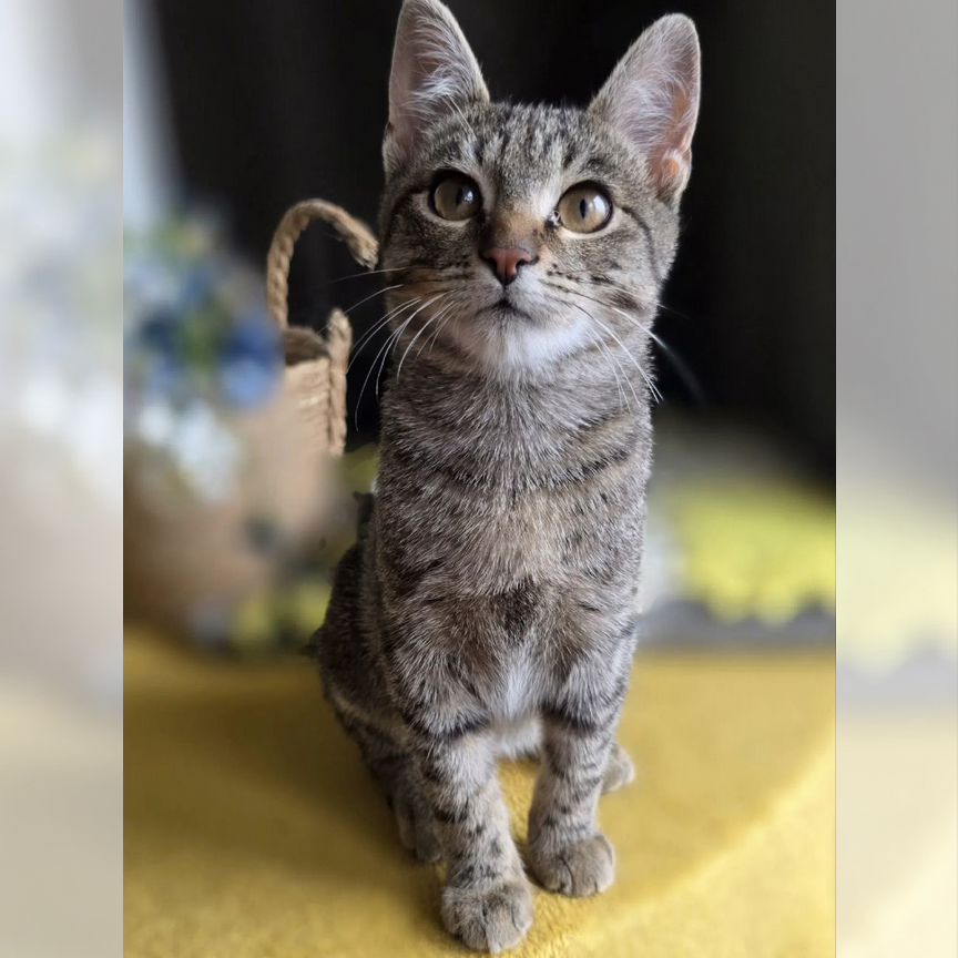 Котёнок в добрые руки
