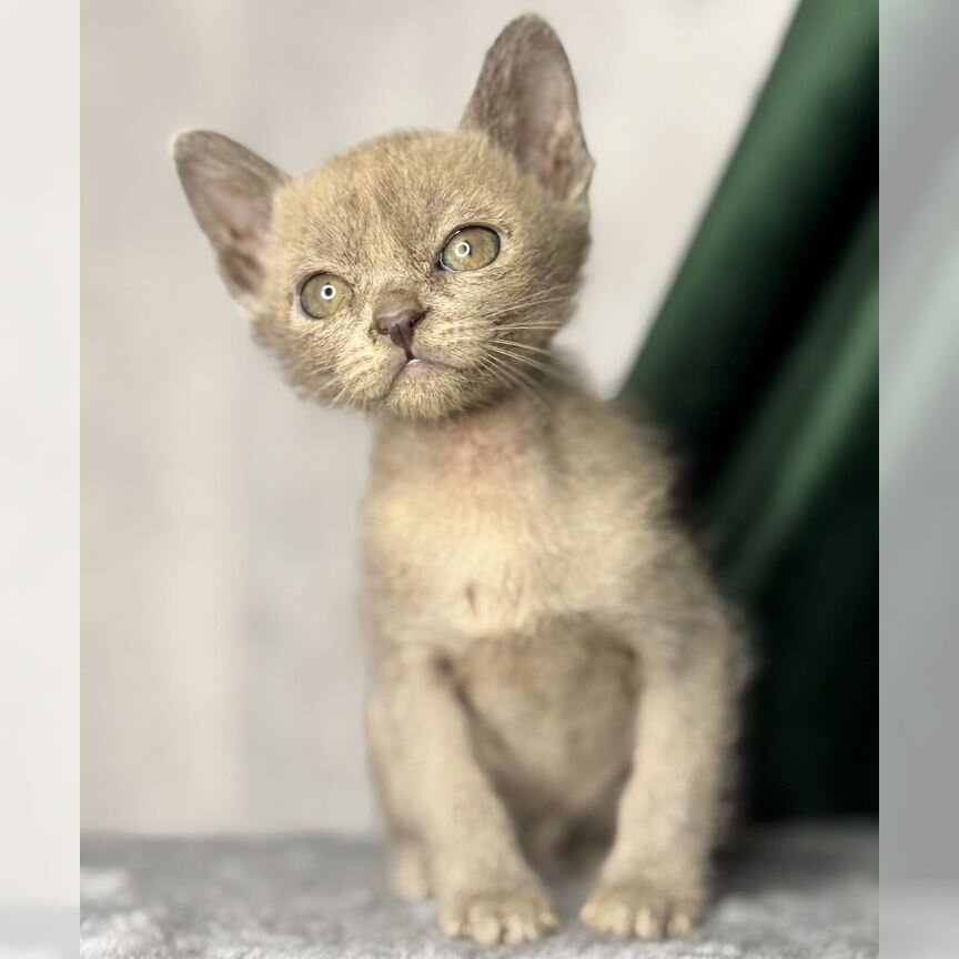 Котенок Европейской бурмы