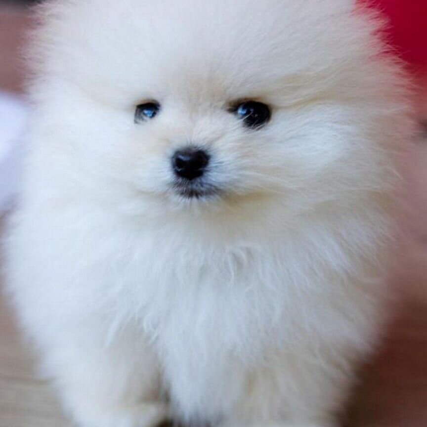 Щенки померанского шпица